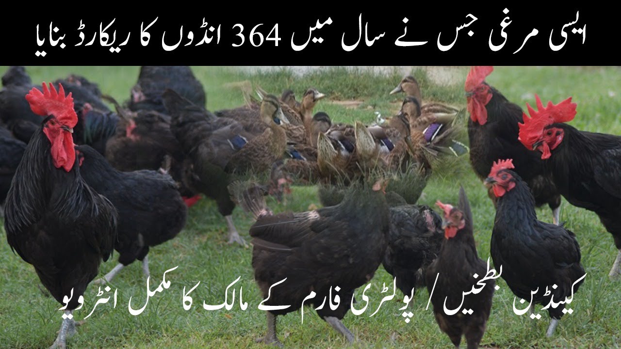 Unique Hens who give 364 Eggs in a year|Australop hen |Sambrial ...