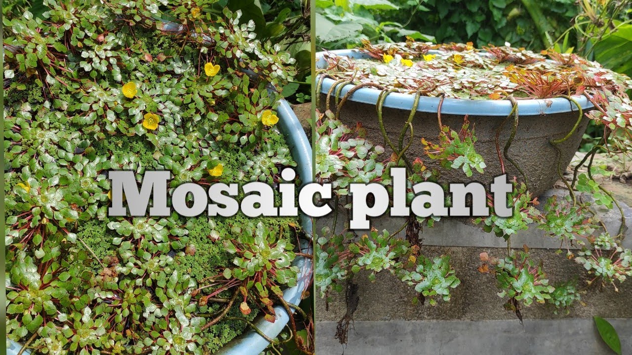 Mosaic Plant||মোজাইক প্লান্ট#sabujerswapno - YouTube