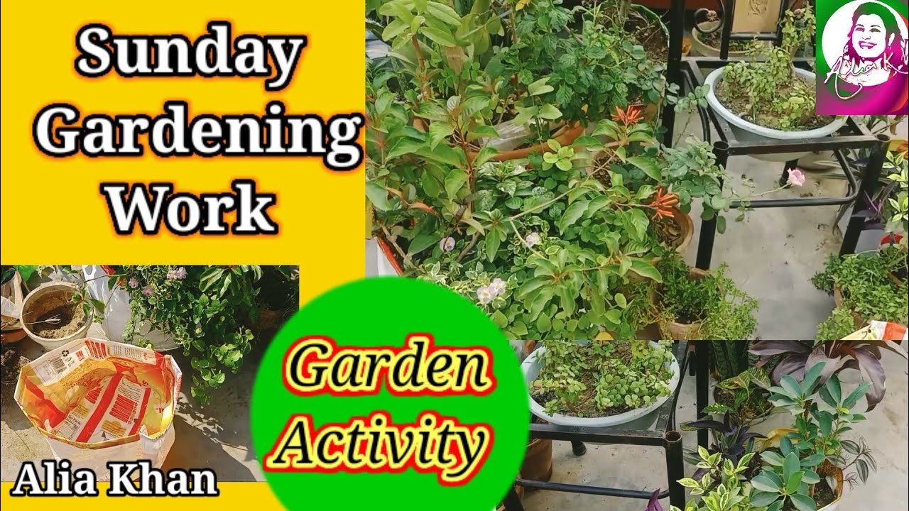 75_Sunday gardening work/Garden Activity/Plants/Container gardening ...