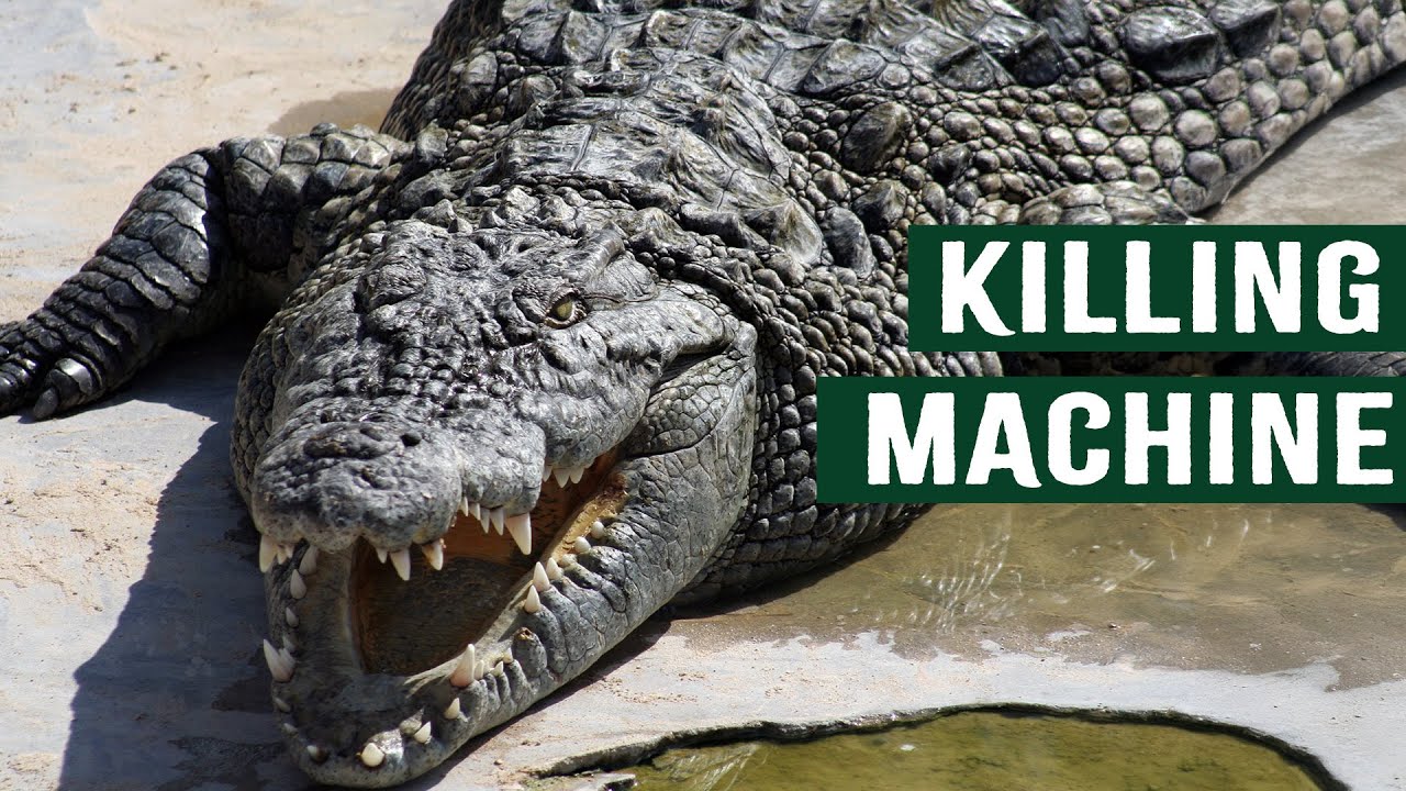 How To Escape A Killer Alligator's Death Roll - YouTube
