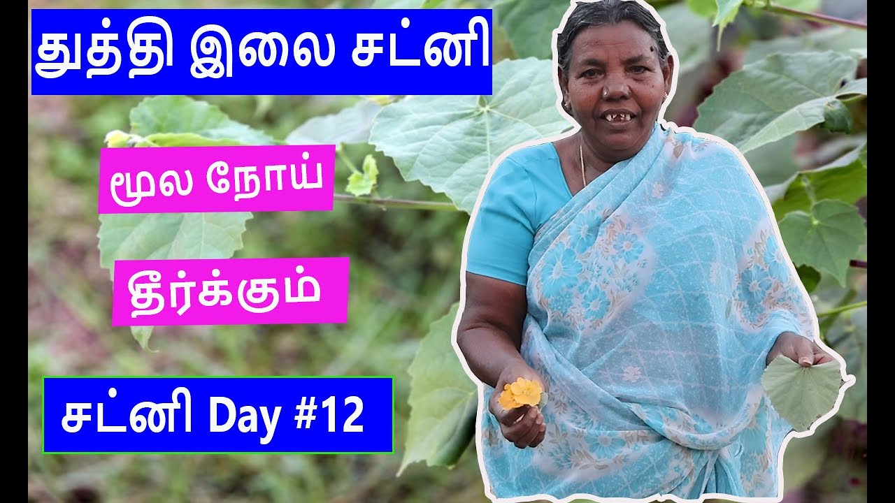 துத்தி இலை சட்னி | Thuthi Ilai Chutney | Best Food for Piles and Body ...
