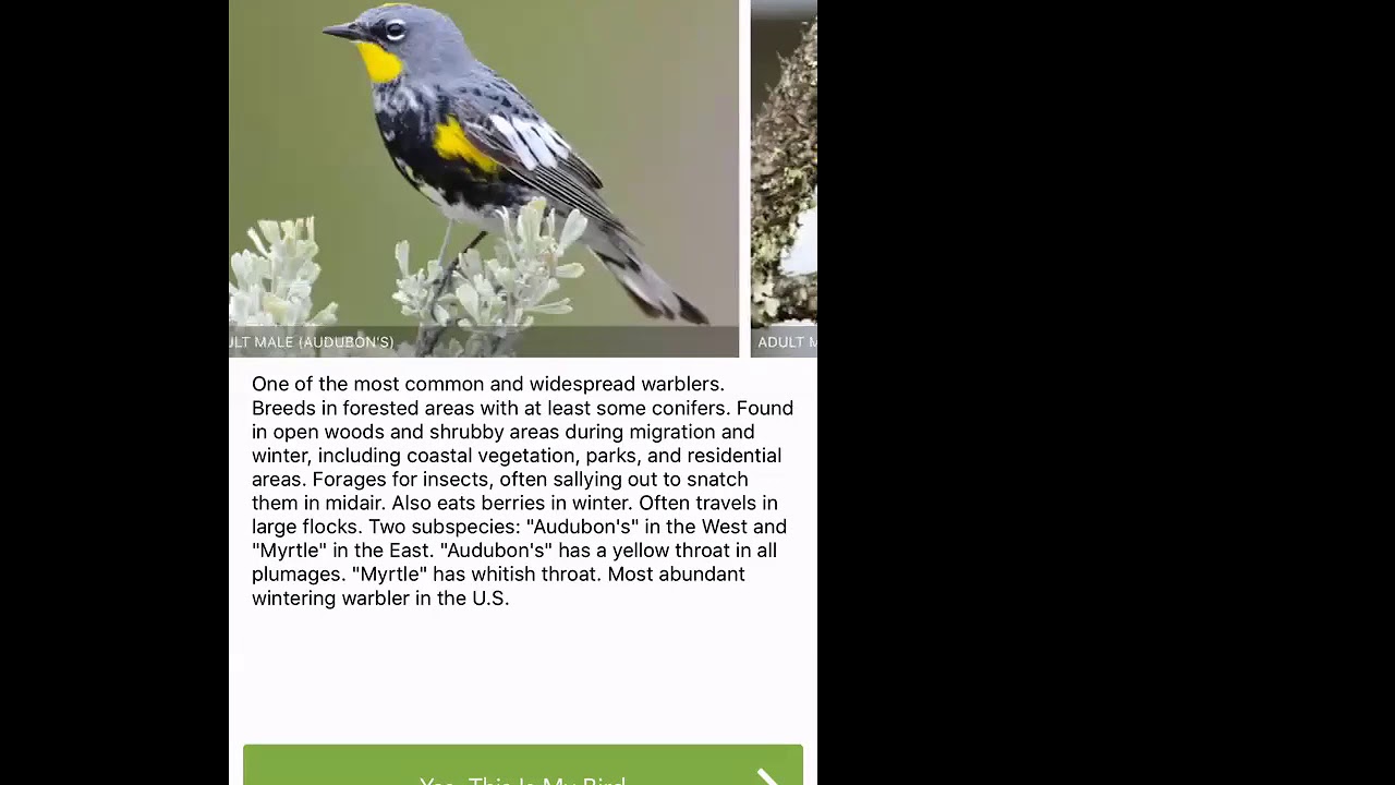 Merlin Bird ID Tutorial - YouTube