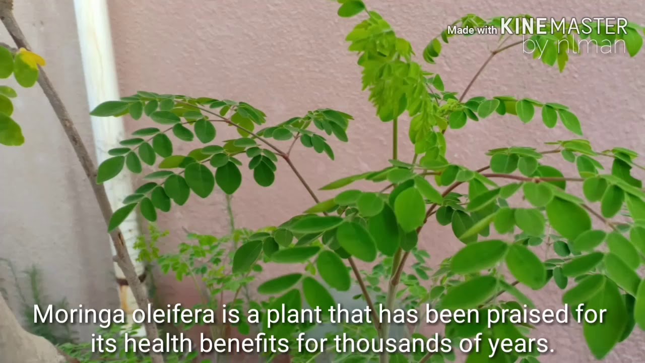 The Miracle Tree : Moringa Oleifera / Malunggay / Drumstick ...