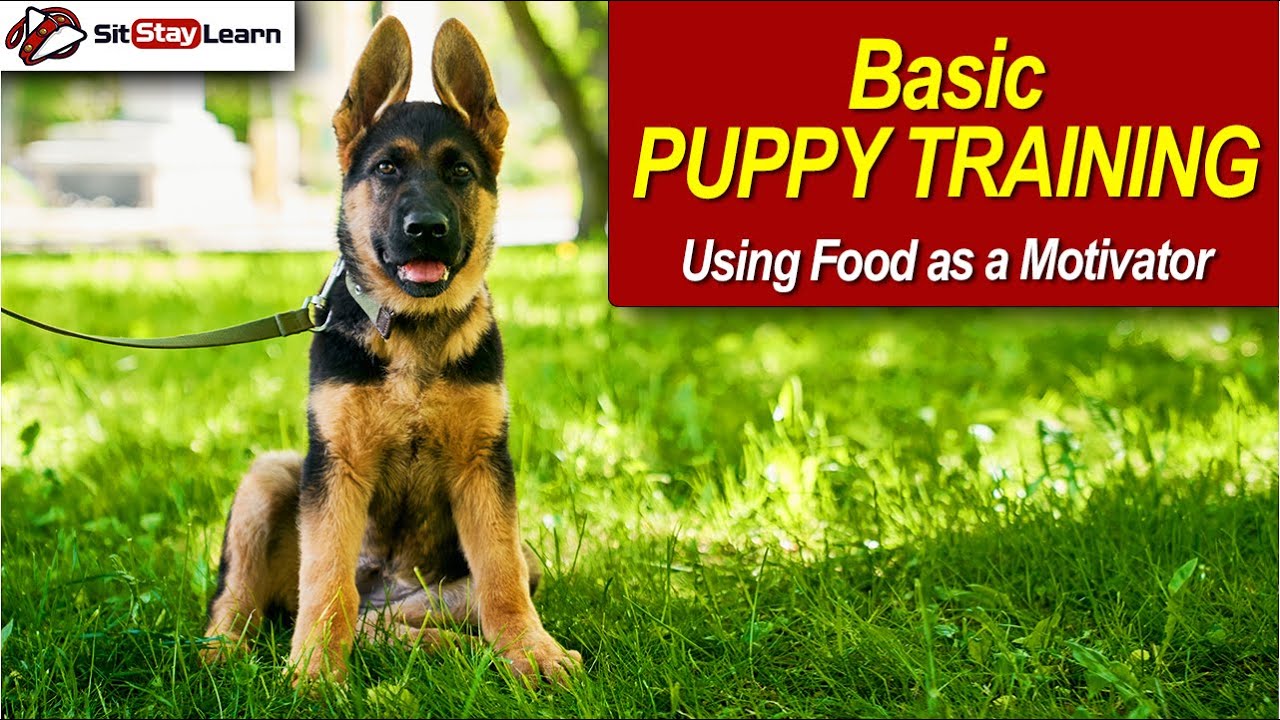 Basic Puppy Training Using Food as a Motivator by Dustin Winn - YouTube