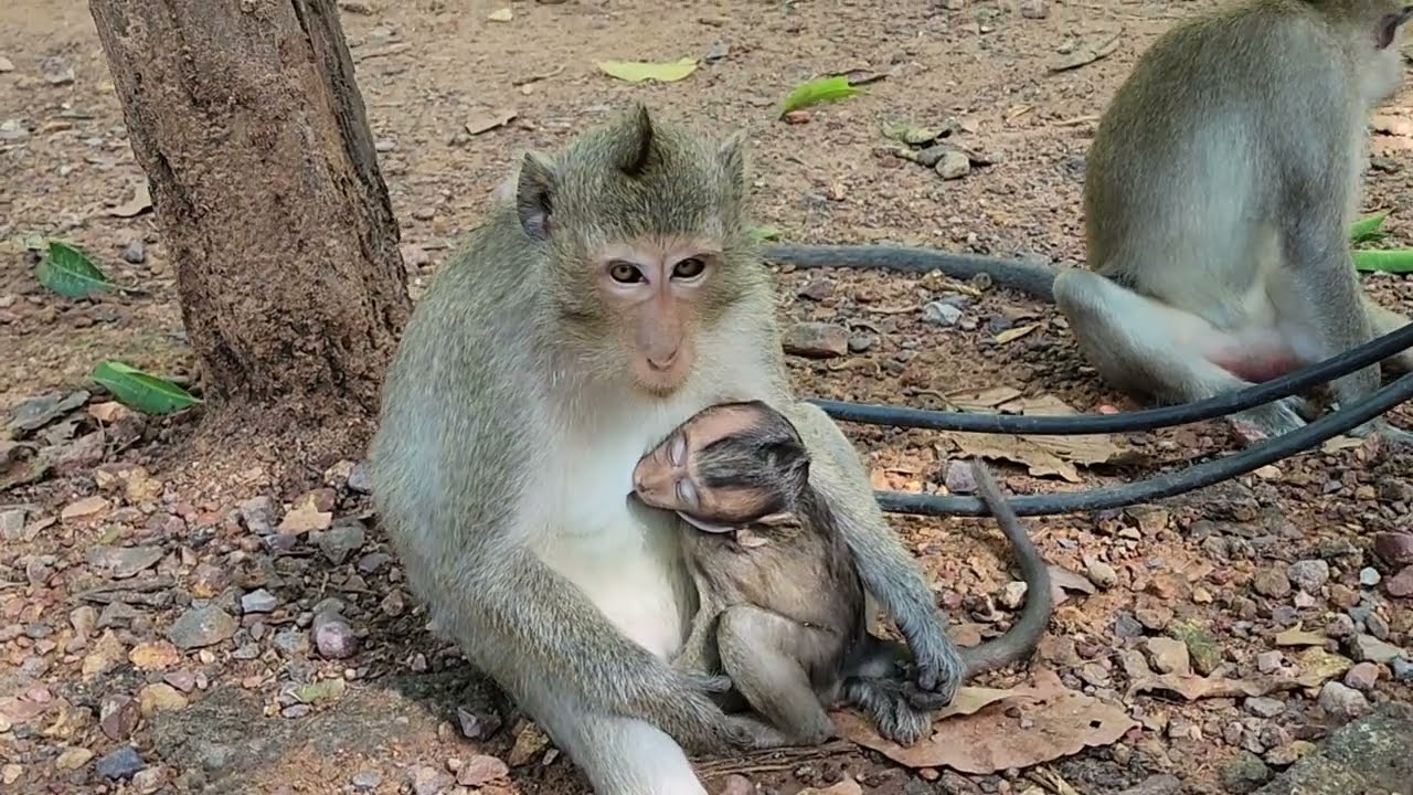 BOOM, Mommy Monkey give milk baby Newborn - YouTube