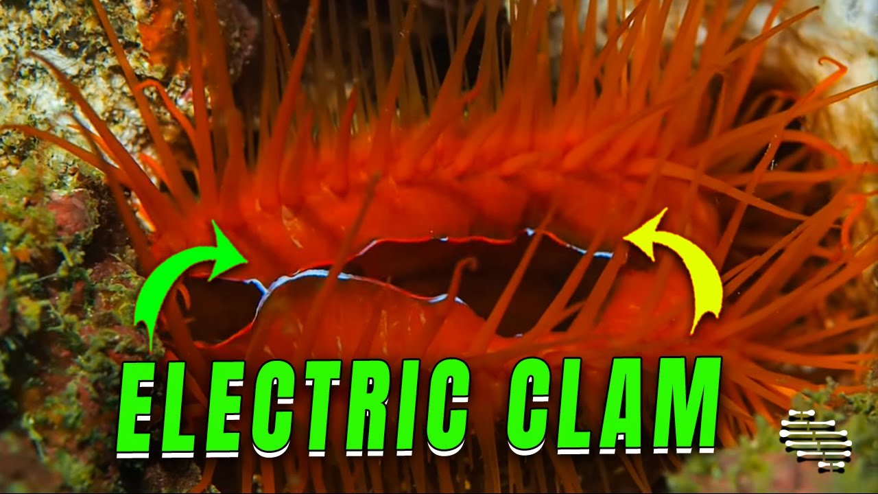 Bioluminescent Bivalve Shell (Electric Clam) Filmed Up-Close - YouTube