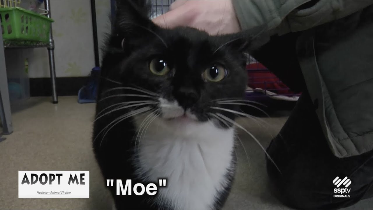 SSPTV Community News - Hazleton Animal Shelter's "Adopt Me" - Jan. 16 ...