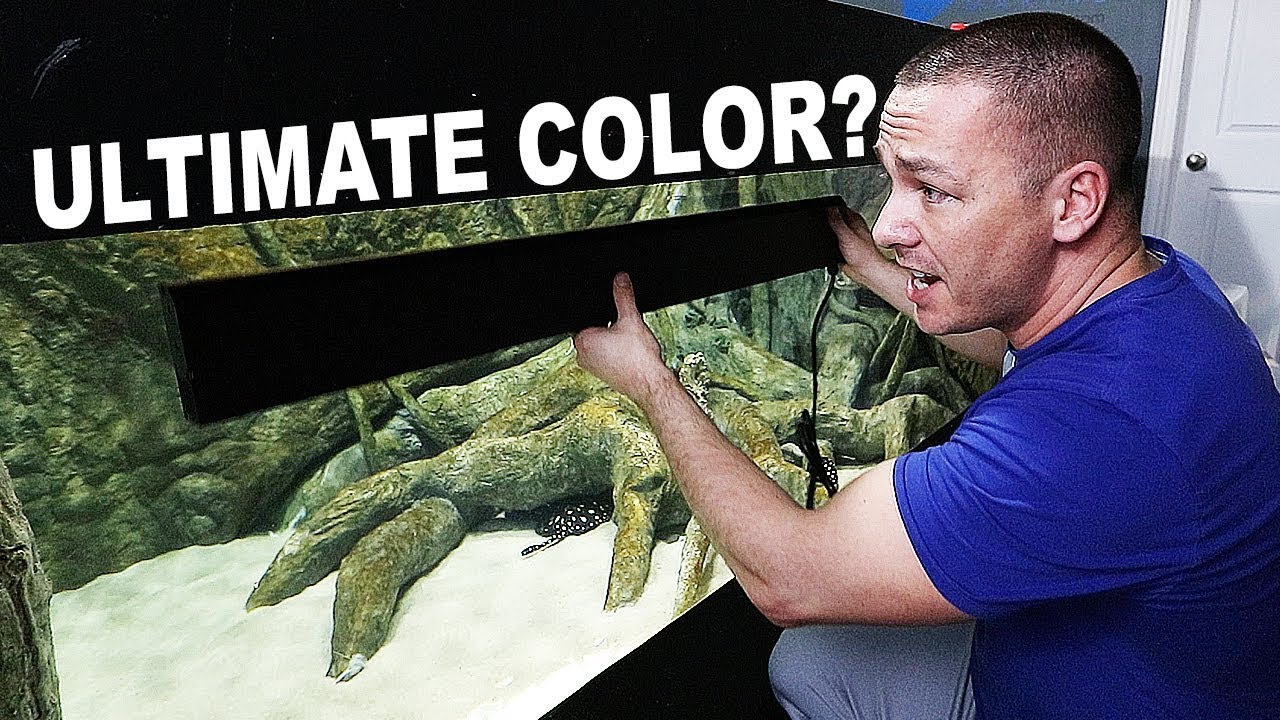 HOW TO increase fish coloration - with sun tanning? - YouTube