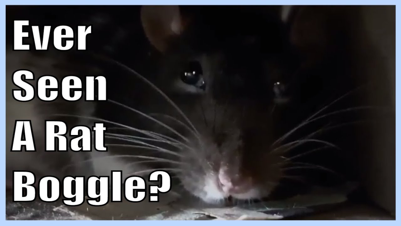 Rat Eye-Boggling ! Bruxing And Chuffing - The Rats Purr - YouTube