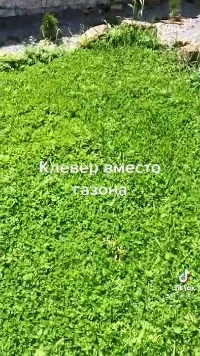 Ленивый газон - YouTube
