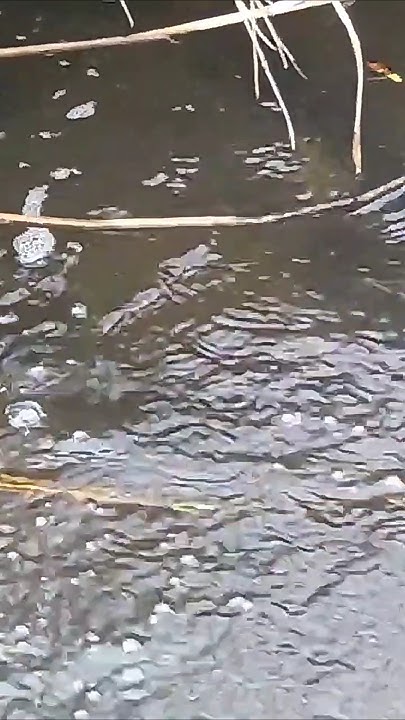 Serene River Flow Nature's Tranquility - YouTube