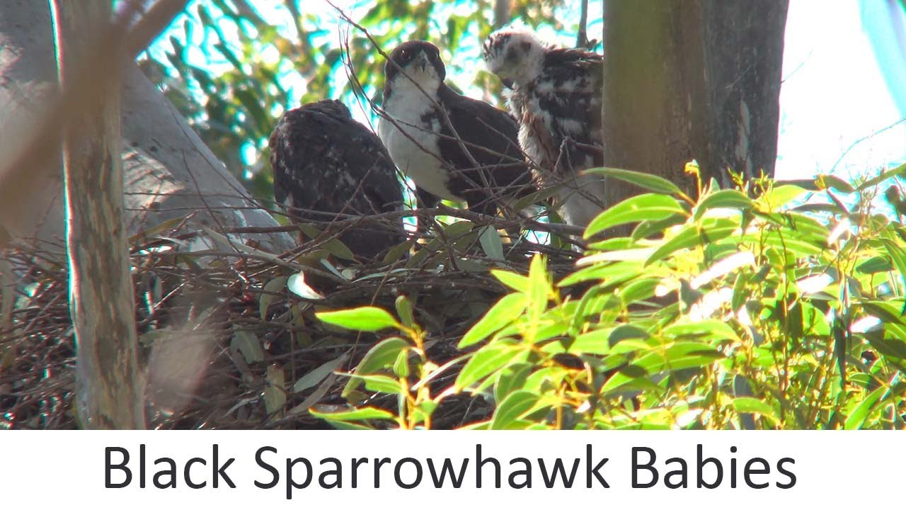 How do juvenile hawks eat? (Black Sparrow hawk feeding time.) - YouTube