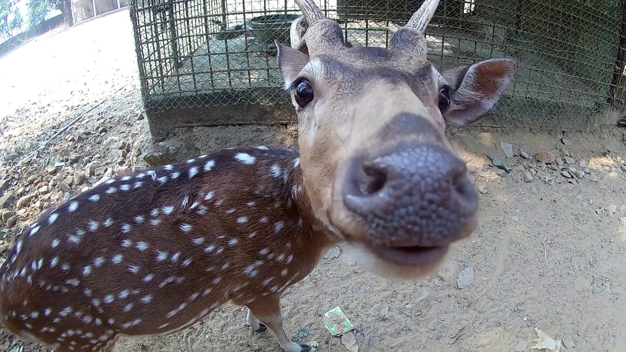 Ramsagar National Park, Dinajpur - YouTube