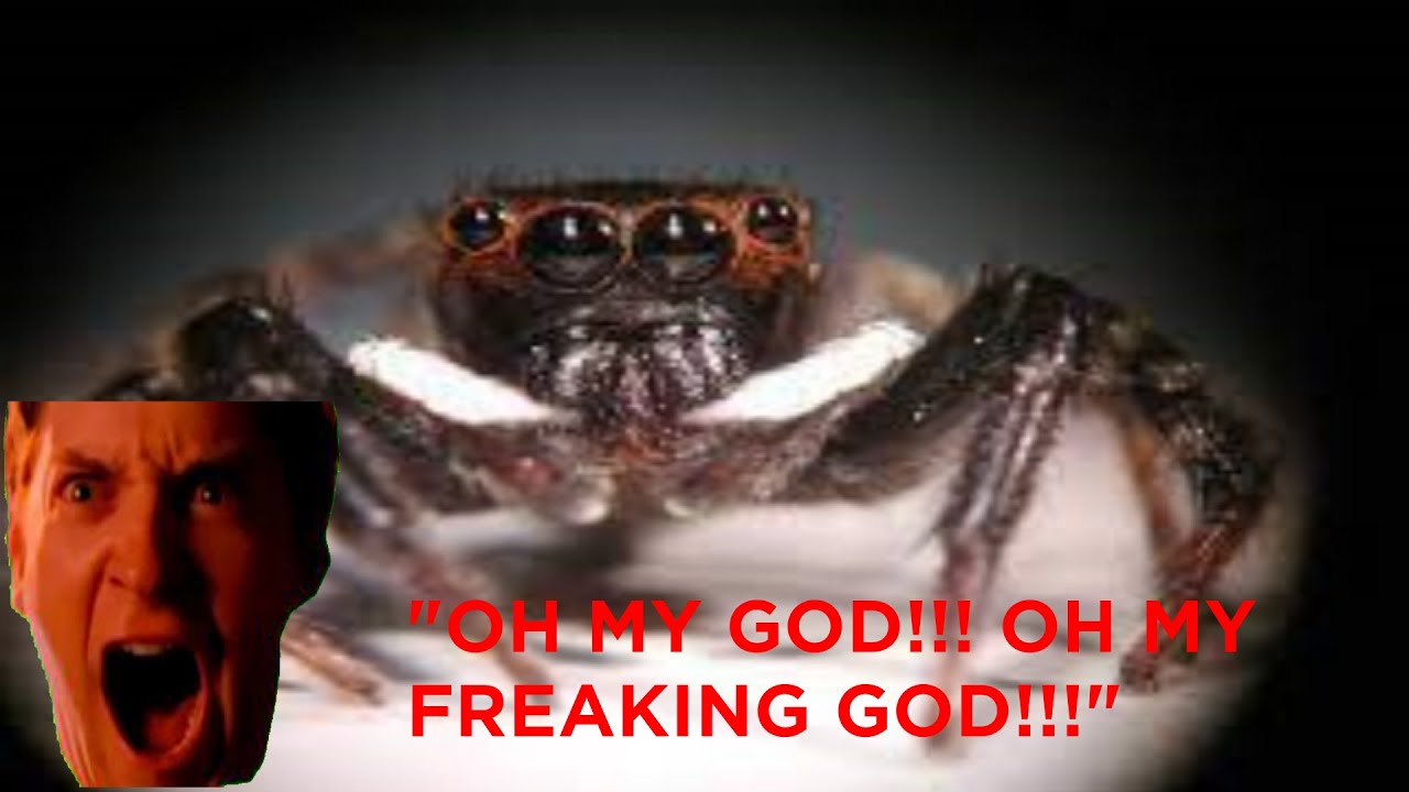 RASTHRO REACTS TO SPIDER JUMPSCARE VIDEOS! [EXTREME SCREAMING] (Read ...