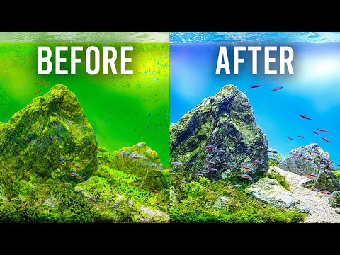 HOW TO Choose the Best Filter to Keep Your Aquarium Clean