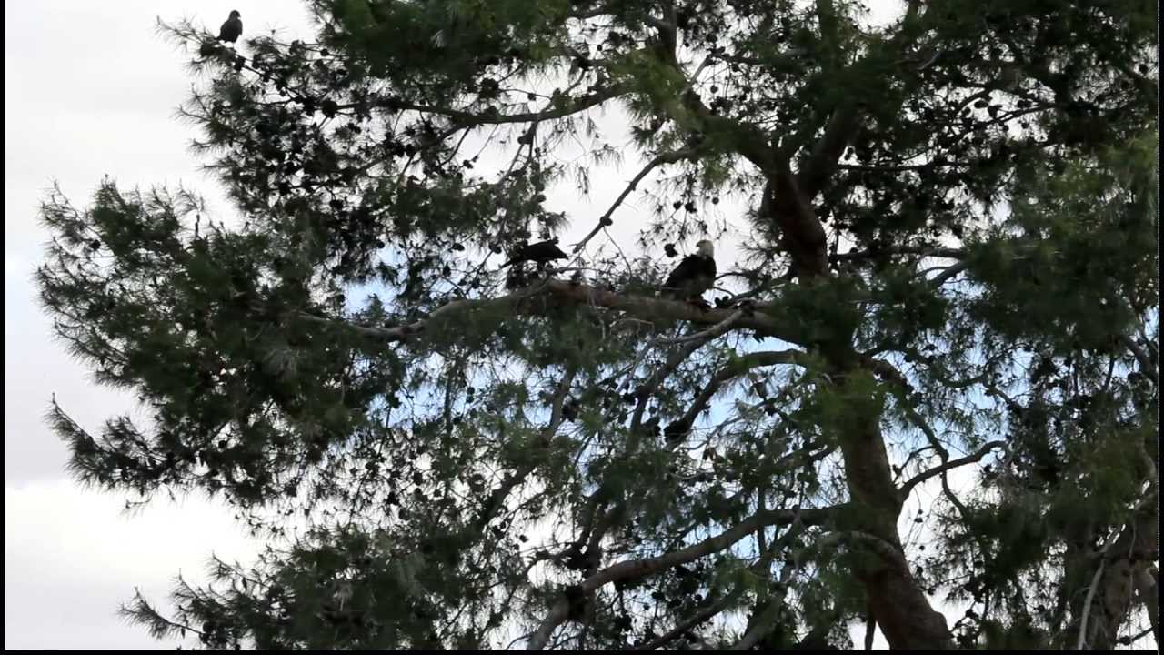 Bald Eagle Fighting Off Harris Hawks - YouTube