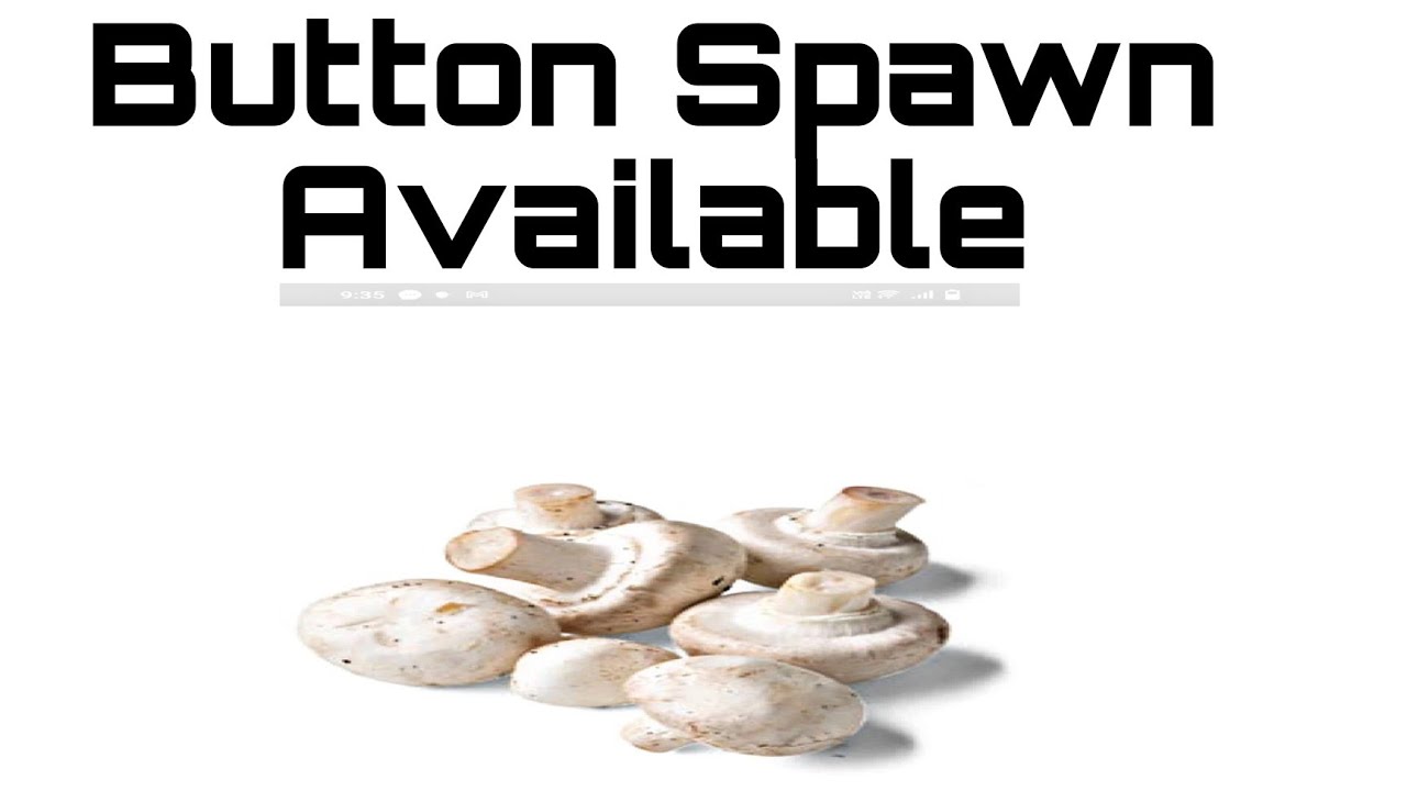 Button Mushroom || Oyster Mushroom || Milky Mushroom Spawn Available ...