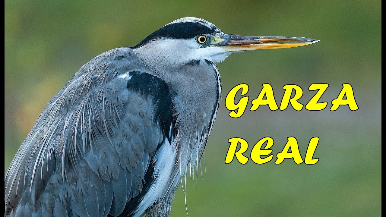 La Garza Real. - YouTube