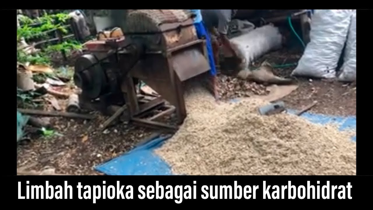 Proses pengolahan pongkol singkong sebagai pakan ternak untuk kebutuhan ...