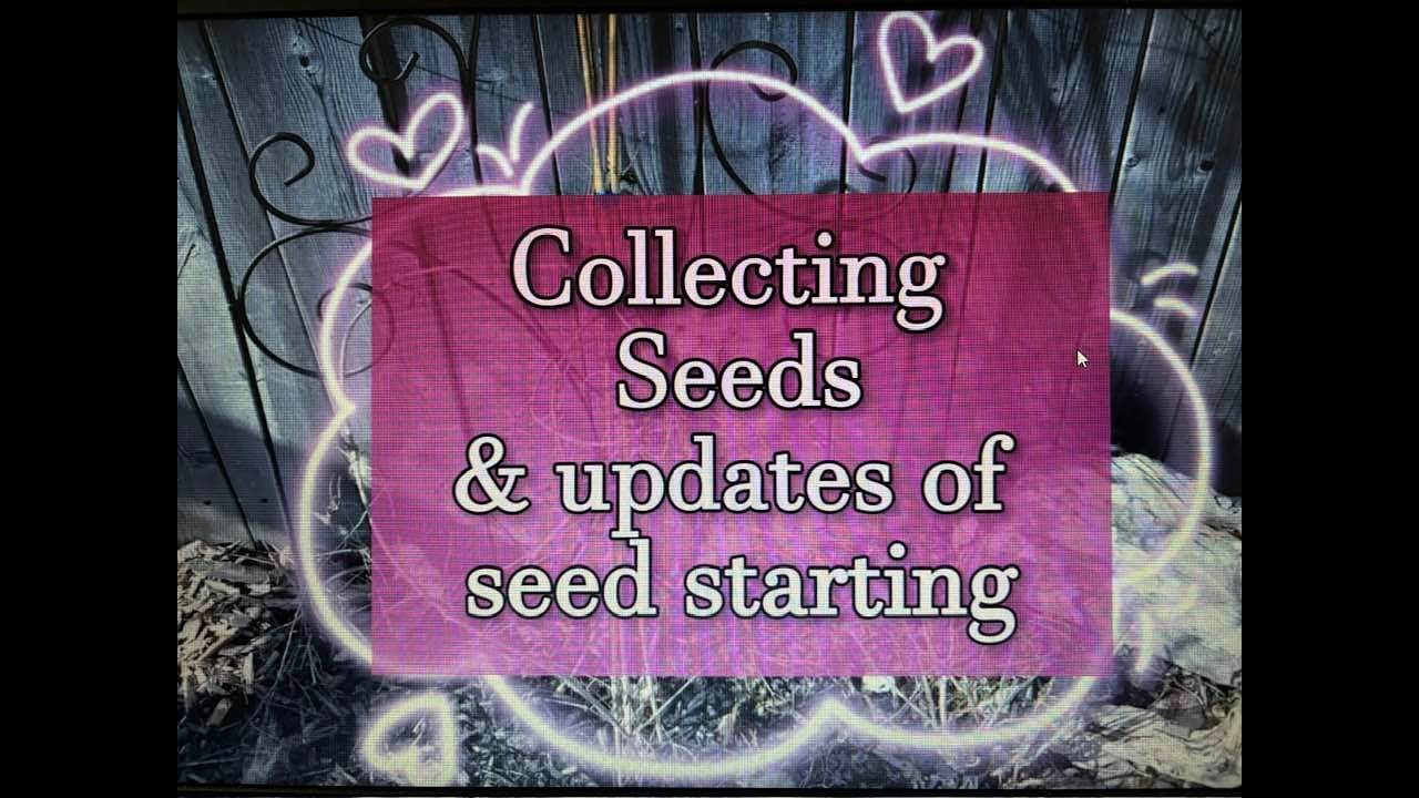 Seed Collection Chronicles: New Seeds & Fresh Planting Updates! - YouTube