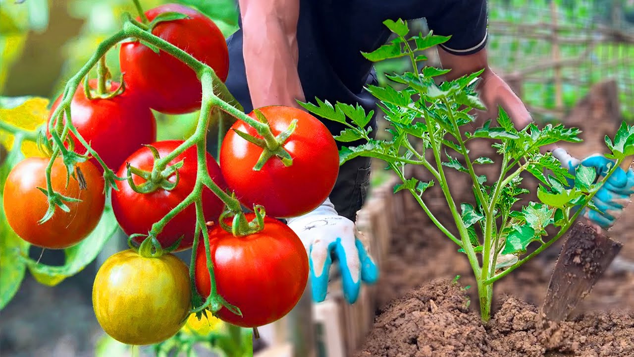 #20 Daily life small Garden| Grow tomatoes for the organic garden - YouTube