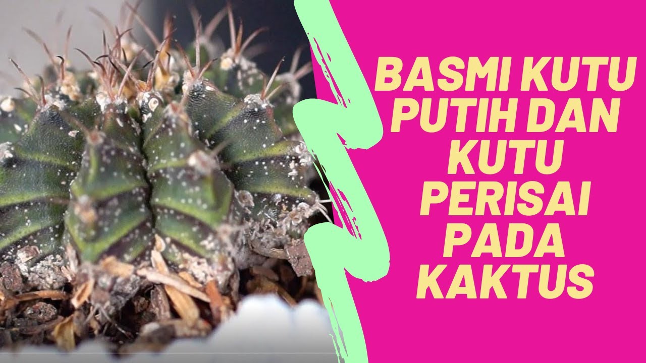 Membasmi Kutu Putih dan Kutu Perisai Pada Kaktus - YouTube