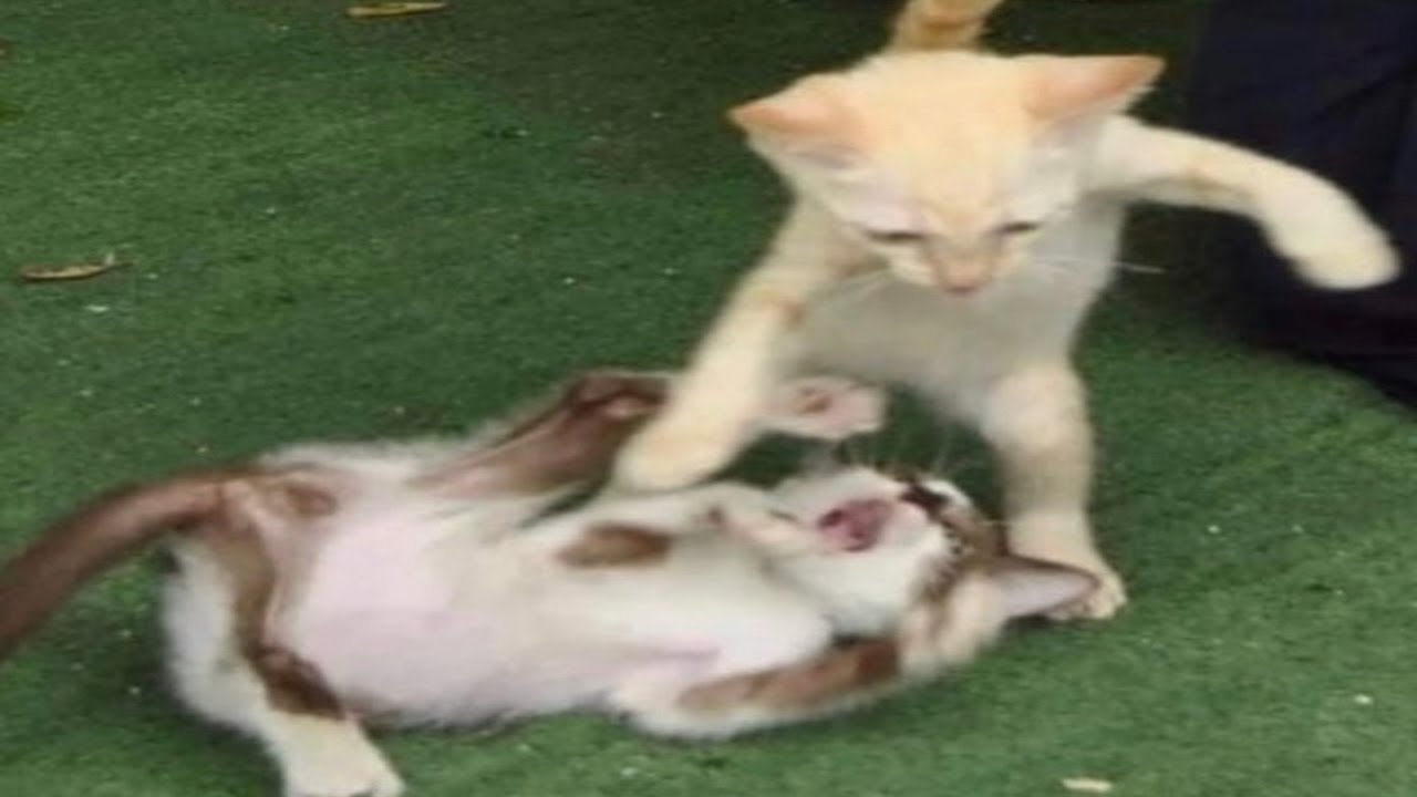 Perfectly Cut Screams 146 - YouTube