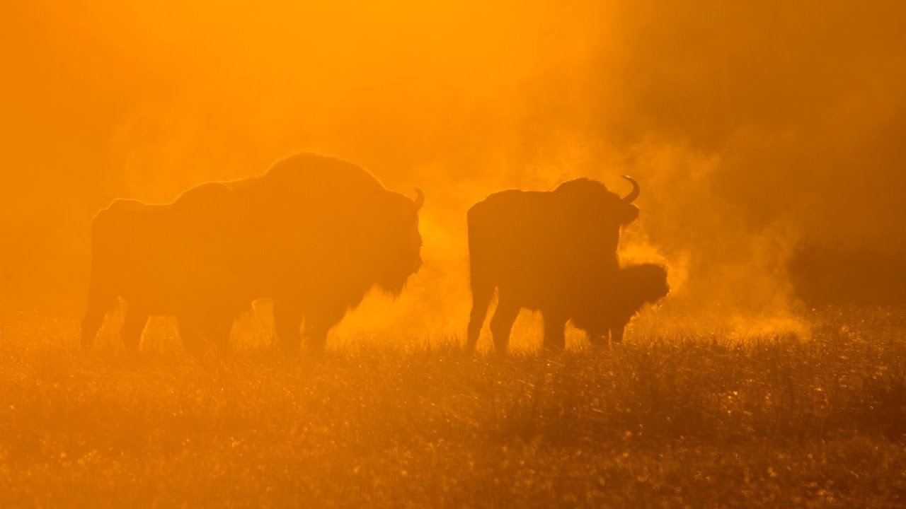 Żubry w Puszczy Białowieskiej | European Bisons in Białowieża Forest ...