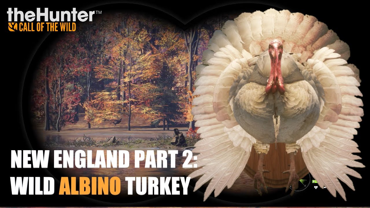 NEW ENGLAND PART 2: Wild ALBINO Turkey - YouTube
