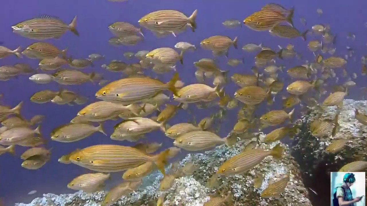 Great video for fish with relaxing music - YouTube
