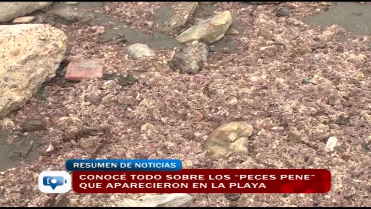 Conocé todo sobre los “peces penes” que aparecieron en la playa - YouTube
