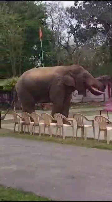 Holi ke rang elephant ke sang #Mast hathhi#viral #elephantattack # ...