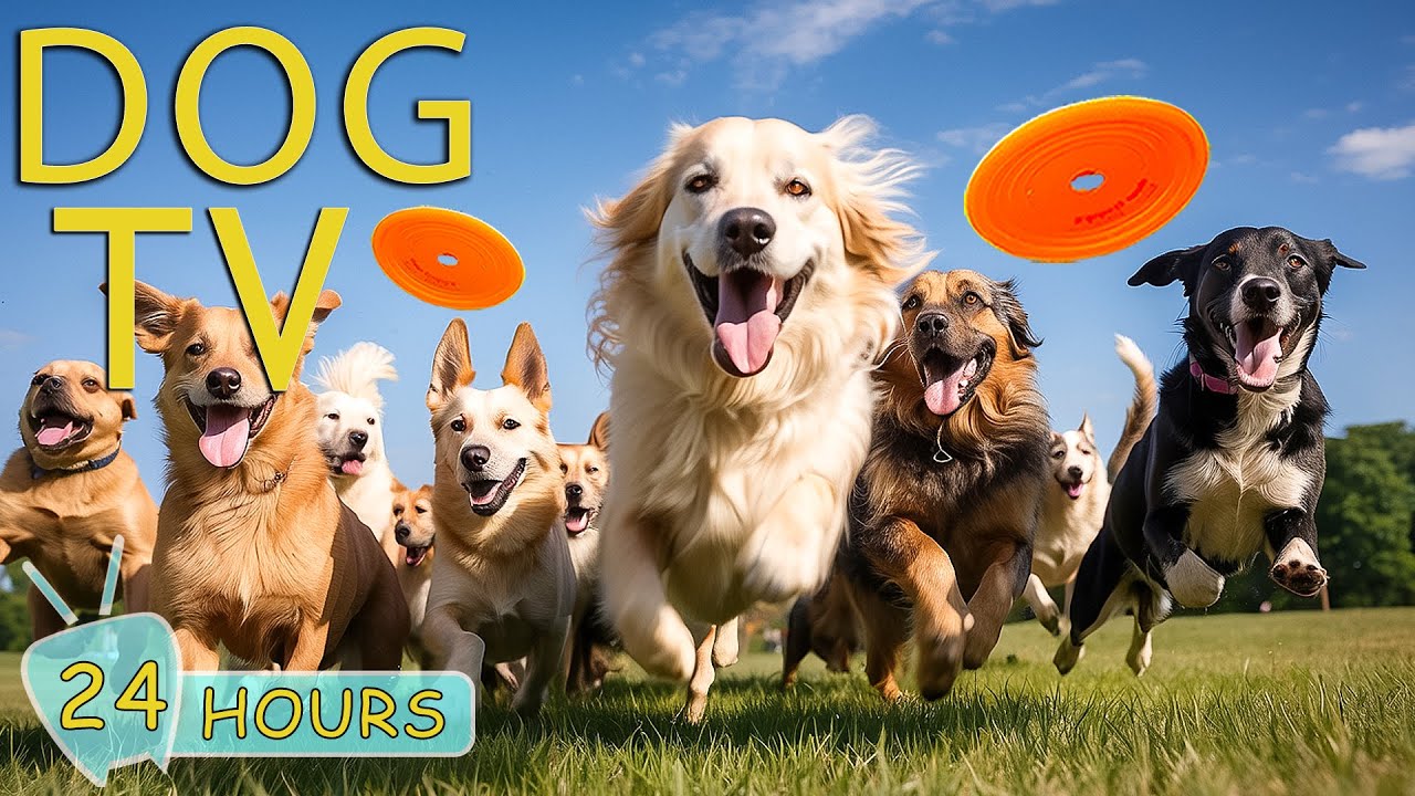 DOG TV for Dogs to Watch: Video Entertain to Prevent Anxiety for Dog ...
