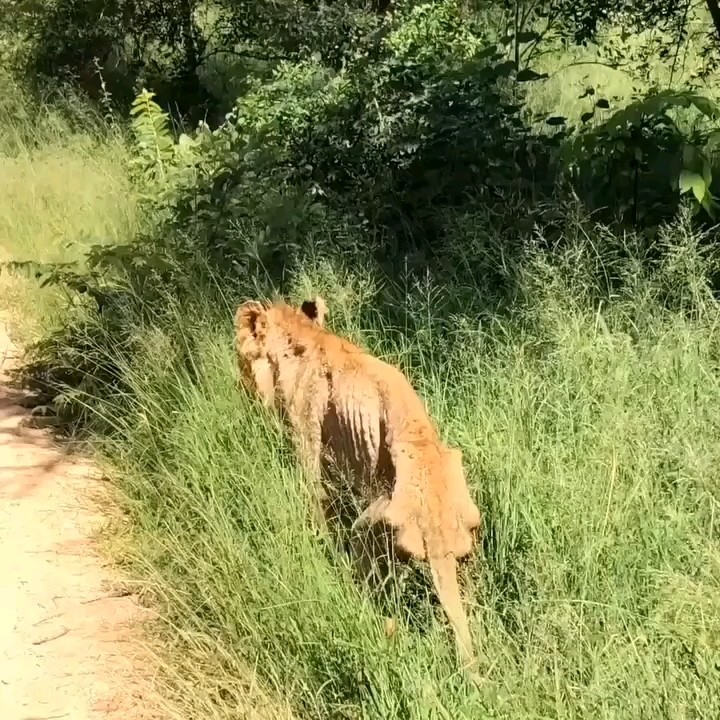 Lion attacked by Tuberculosis #youtubechamps - YouTube