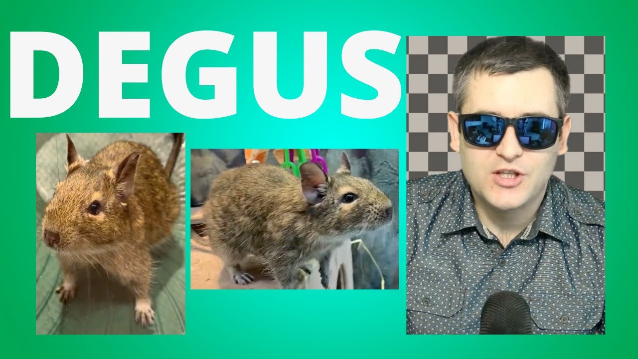 For all the kids Degus Here's What You Need To Know..(Shoutout) #degus ...