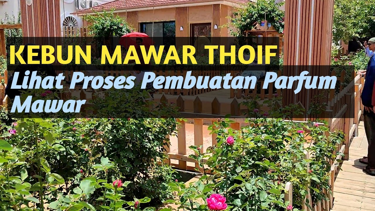 LIHAT PROSES PEMBUATAN PARFUM MAWAR DI THAIF - YouTube