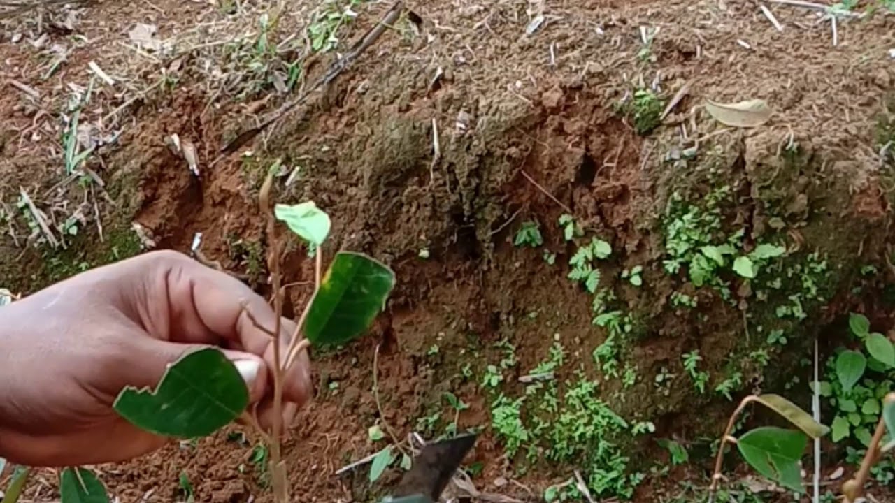 Cara menyetek durian yang bagus dan mudah broo - YouTube