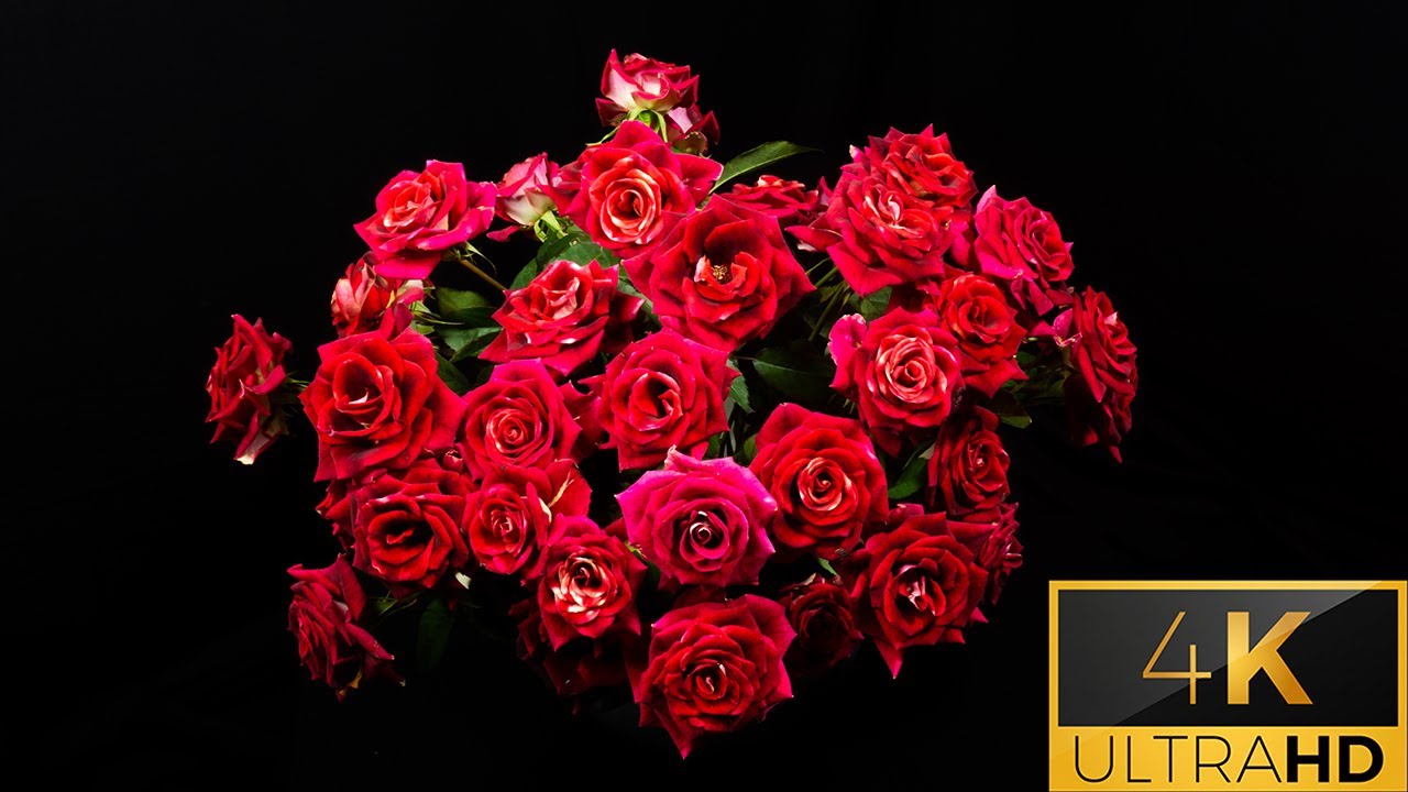 Red Roses Arrangement | 4K Time Lapse | Satisfying Blooming Flowers ...