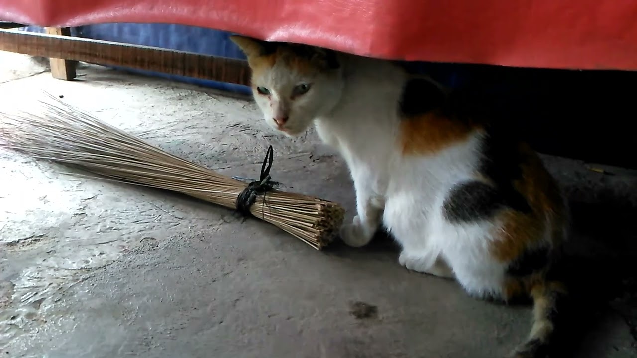 Under the table is a cat's favorite hiding place - YouTube