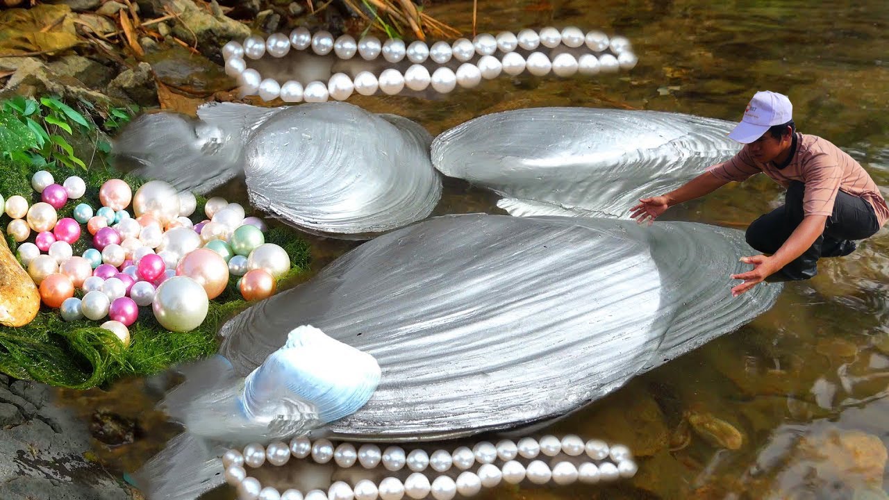 The pearl crabs that converge in the water seem to guard a large ...