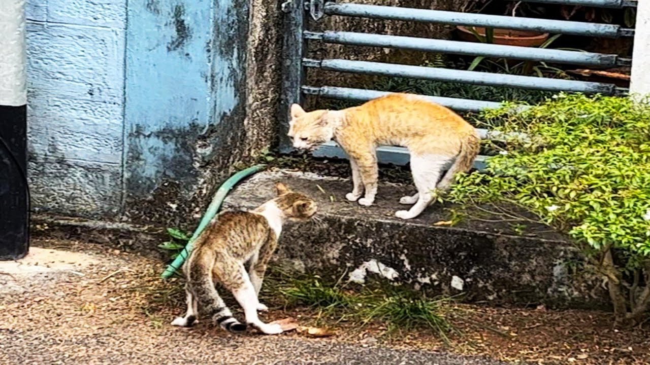 Angry male cats warming up for fighting|13 - YouTube