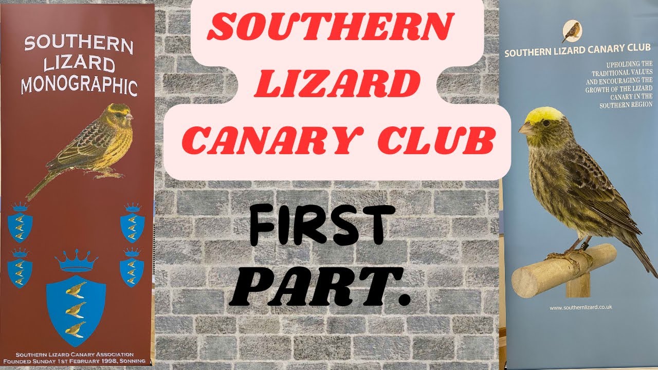 SOUTHERN LIZARD CANARY CLUB FIRST PART. - YouTube