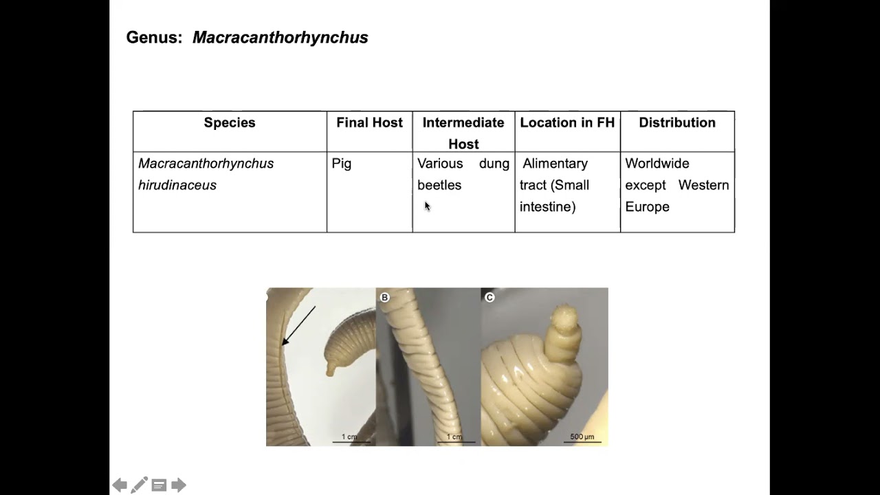 Acanthocephala I Throny-headed worm I macracanthorhynchus hirudinaceus ...