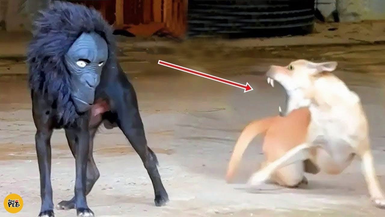 The Funniest and Angriest Pets Ever | Bad Pets - YouTube