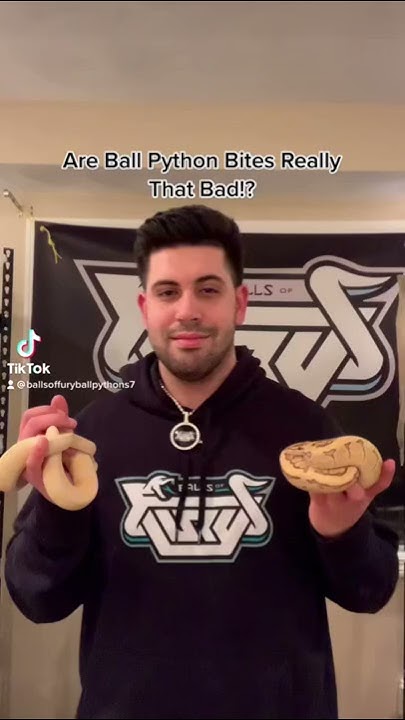 Are Ball Python Bites Really That Bad!? #ballpython #pets #pet #snake # ...