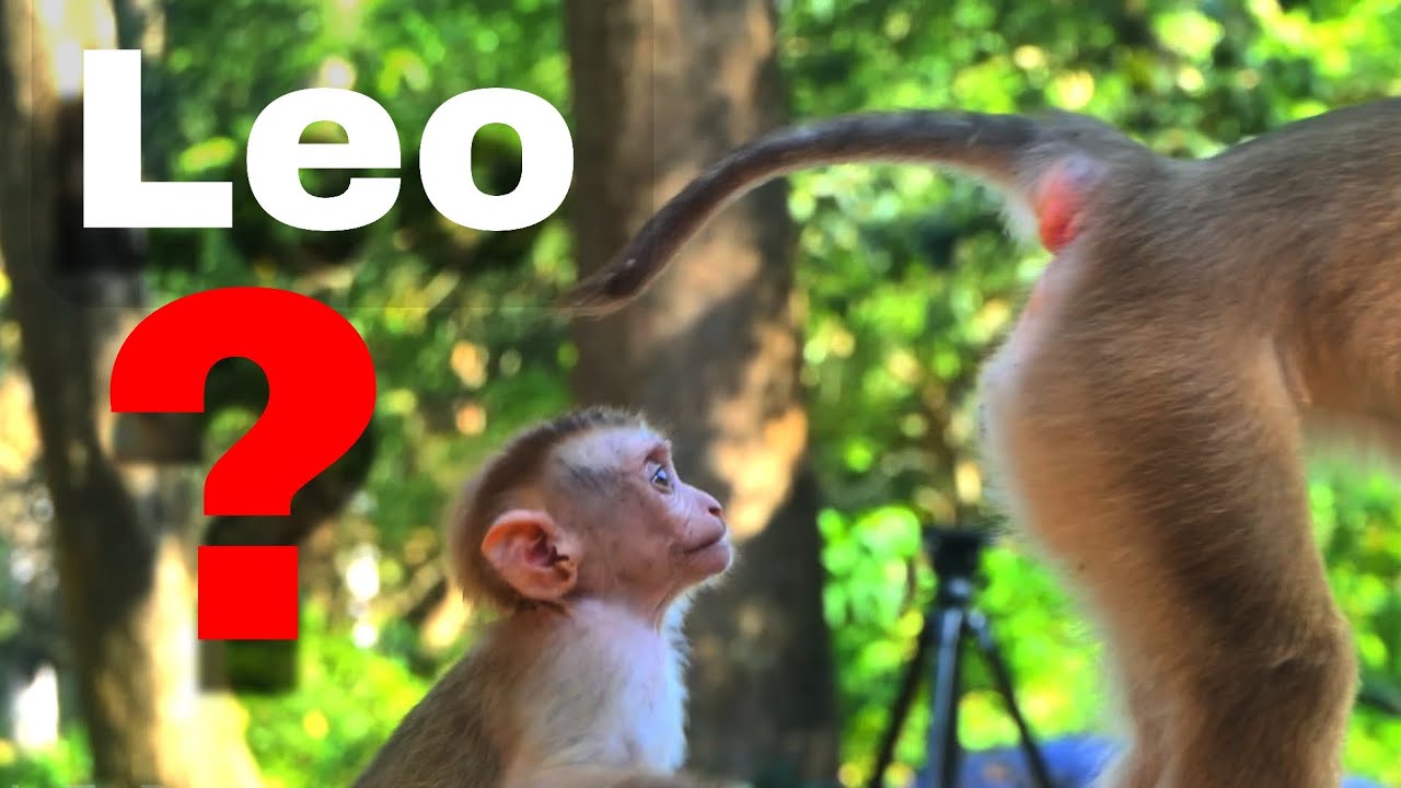 Baby Monkey Leo Try To Understand - YouTube