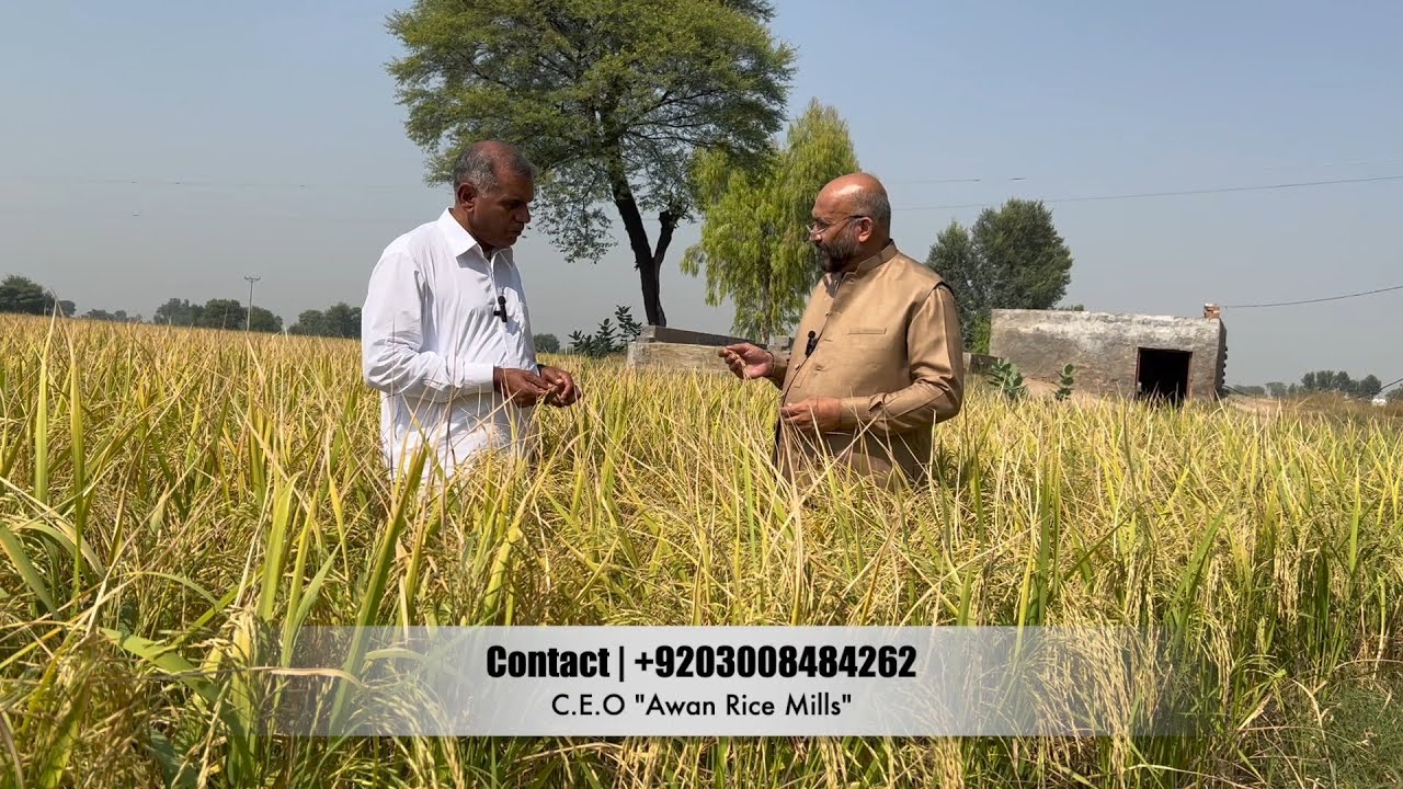 Awan Rice Mills Research farm Visit | Reviews of Visitors | 1886 1885 ...