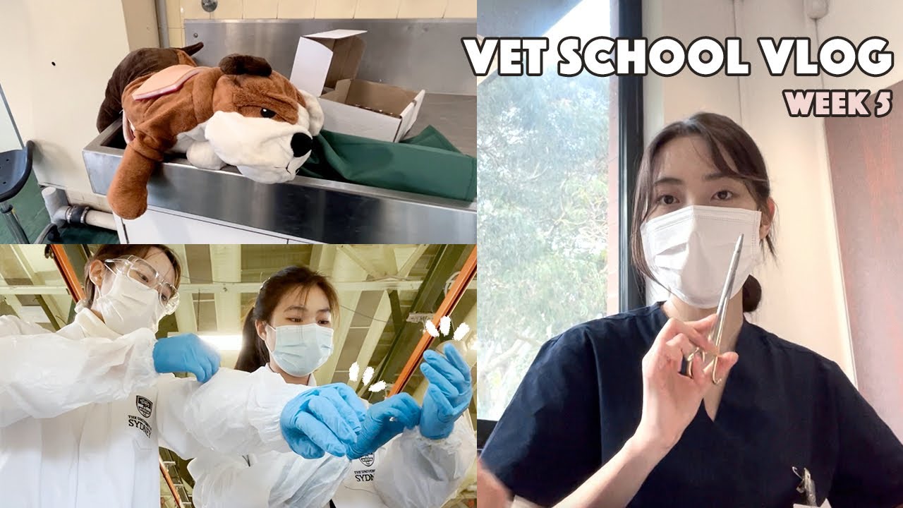 Vet School Diaries 🐕 Surgical skills, Teaching hospital & Many ...