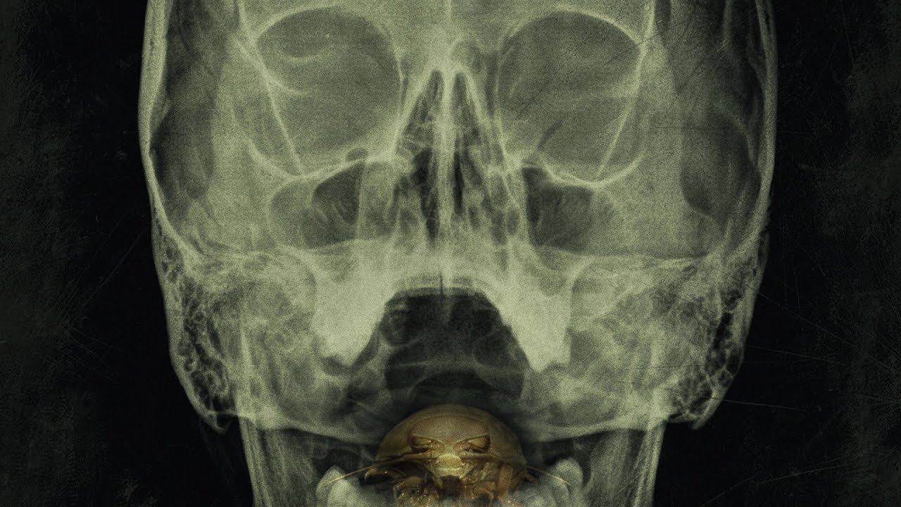 The Bay (2012) Official Trailer - YouTube