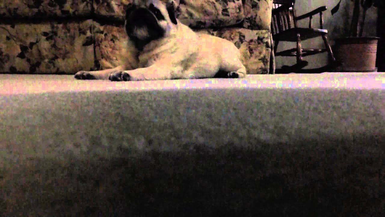 Zorro the Cowardly Pug - YouTube